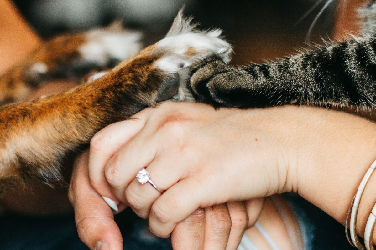 Saying Goodbye to our Beloved Pets